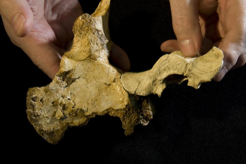 The Real Hobbit – LGI Media