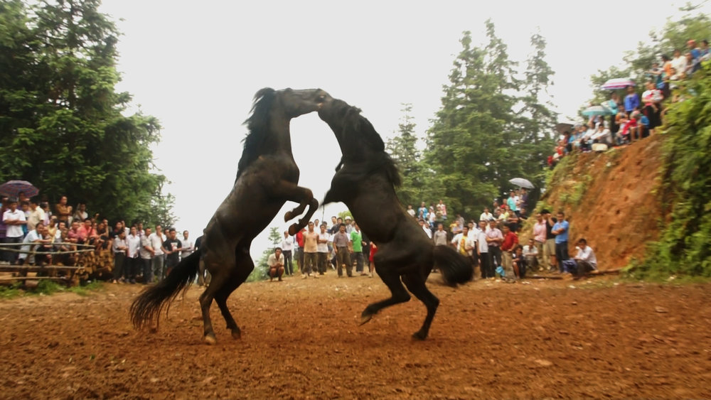 The Game of Desire – Horse Fighting – LGI Media
