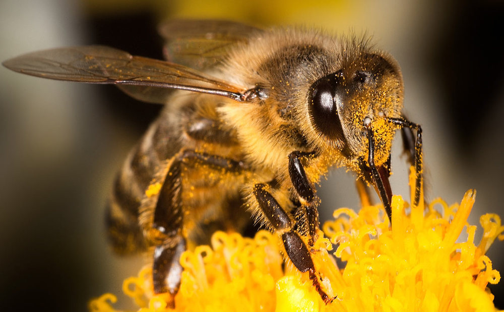 Toxic Bees: Nature’s Mayday – LGI Media